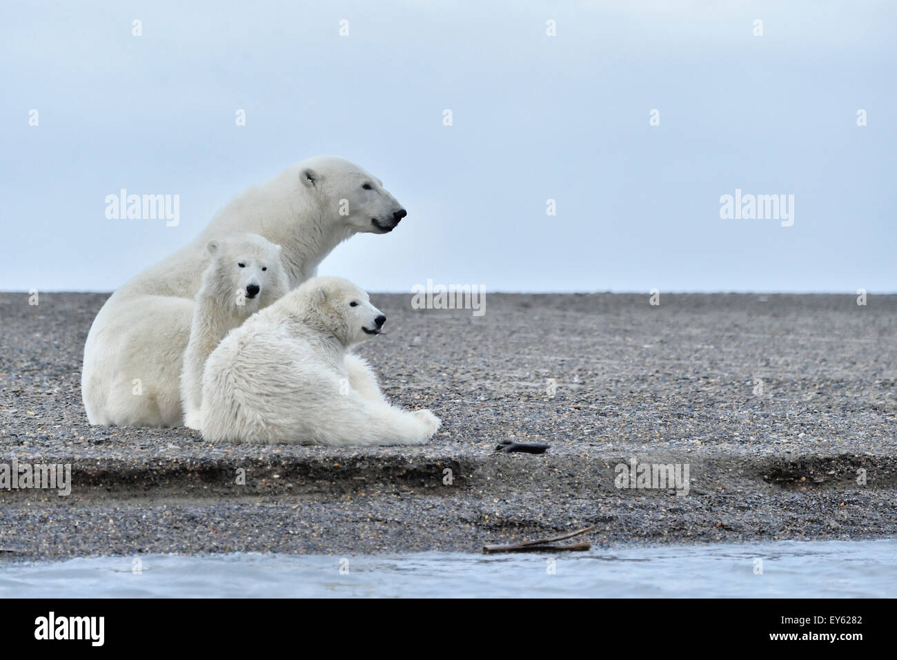 Polar bear and cubs lying on shore - Barter Island Alaska Stock Photo ...