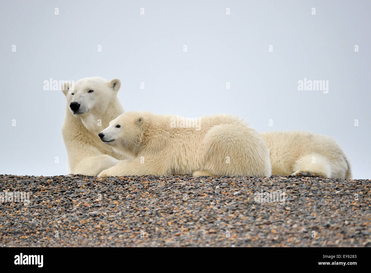 Polar bear and cubs lying on shore - Barter Island Alaska Stock Photo ...