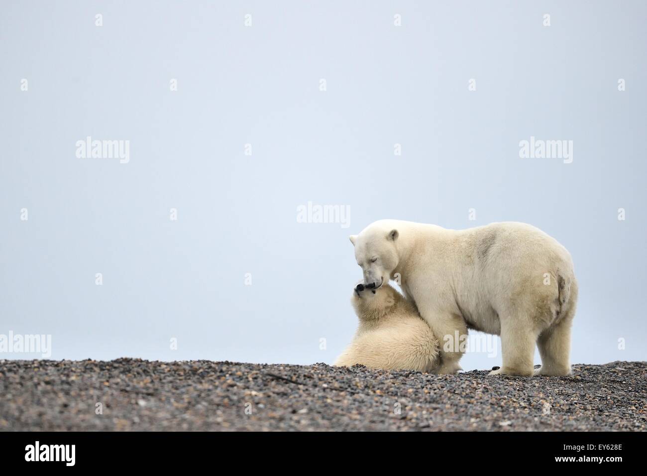 Polar bear and cub on shore - Barter Island Alaska Stock Photo - Alamy