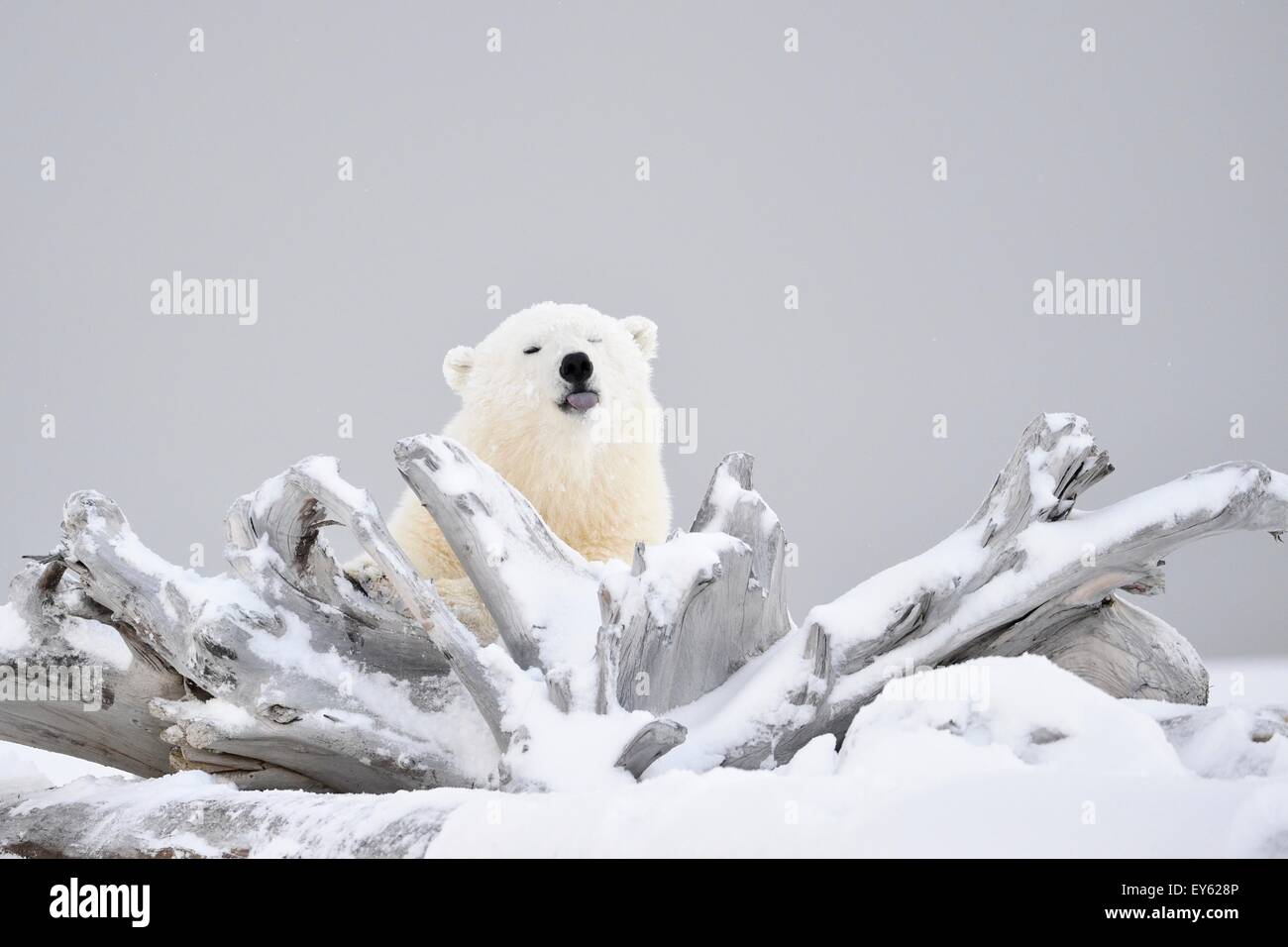 Polar bear behind a failed strain - Barter Island Alaska Stock Photo ...