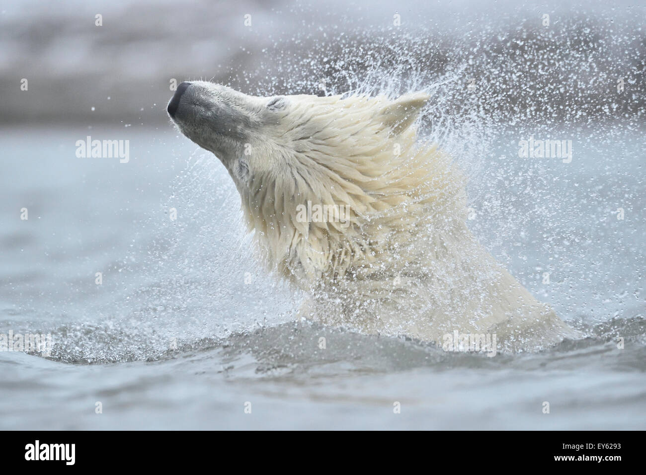 Polar bear snorting in water - Barter Island Alaska Stock Photo - Alamy