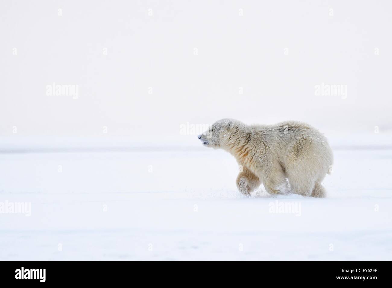 Polar bear walking in the snow - Barter Island Alaska Stock Photo - Alamy