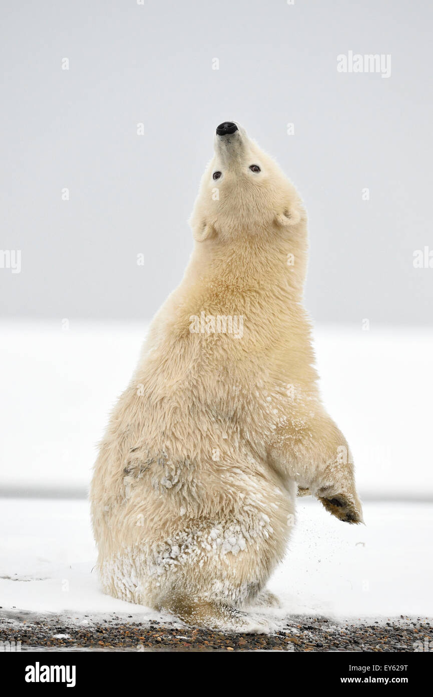 Polar bear standing up - Barter Island Alaska Stock Photo - Alamy