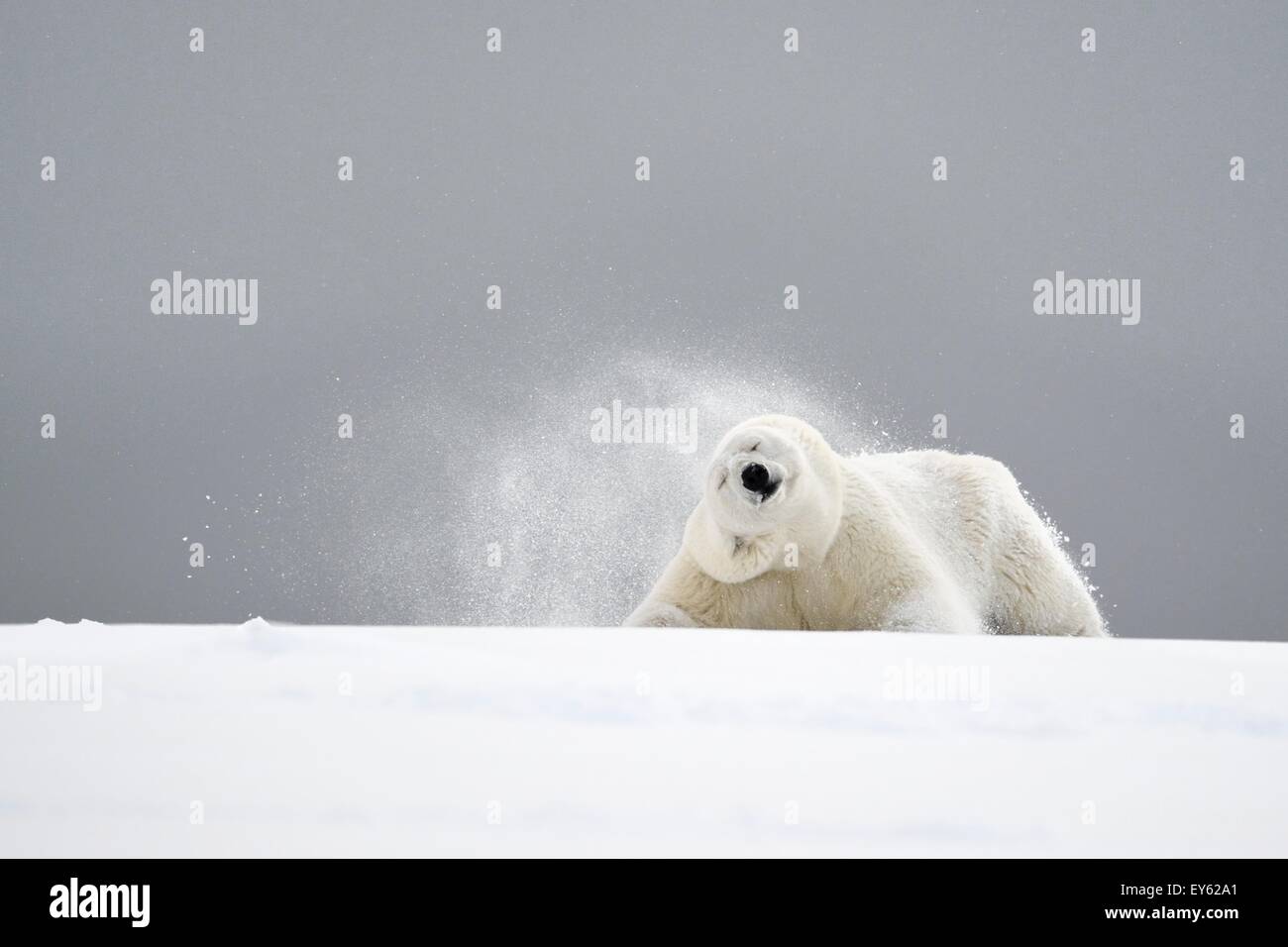 Polar bear snorting in the snow - Barter Island Alaska Stock Photo - Alamy