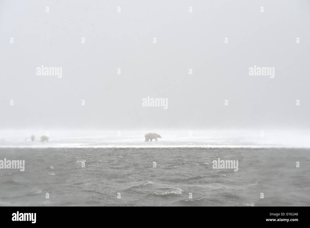 Polar bears in the fog - Barter Island Alaska Stock Photo - Alamy