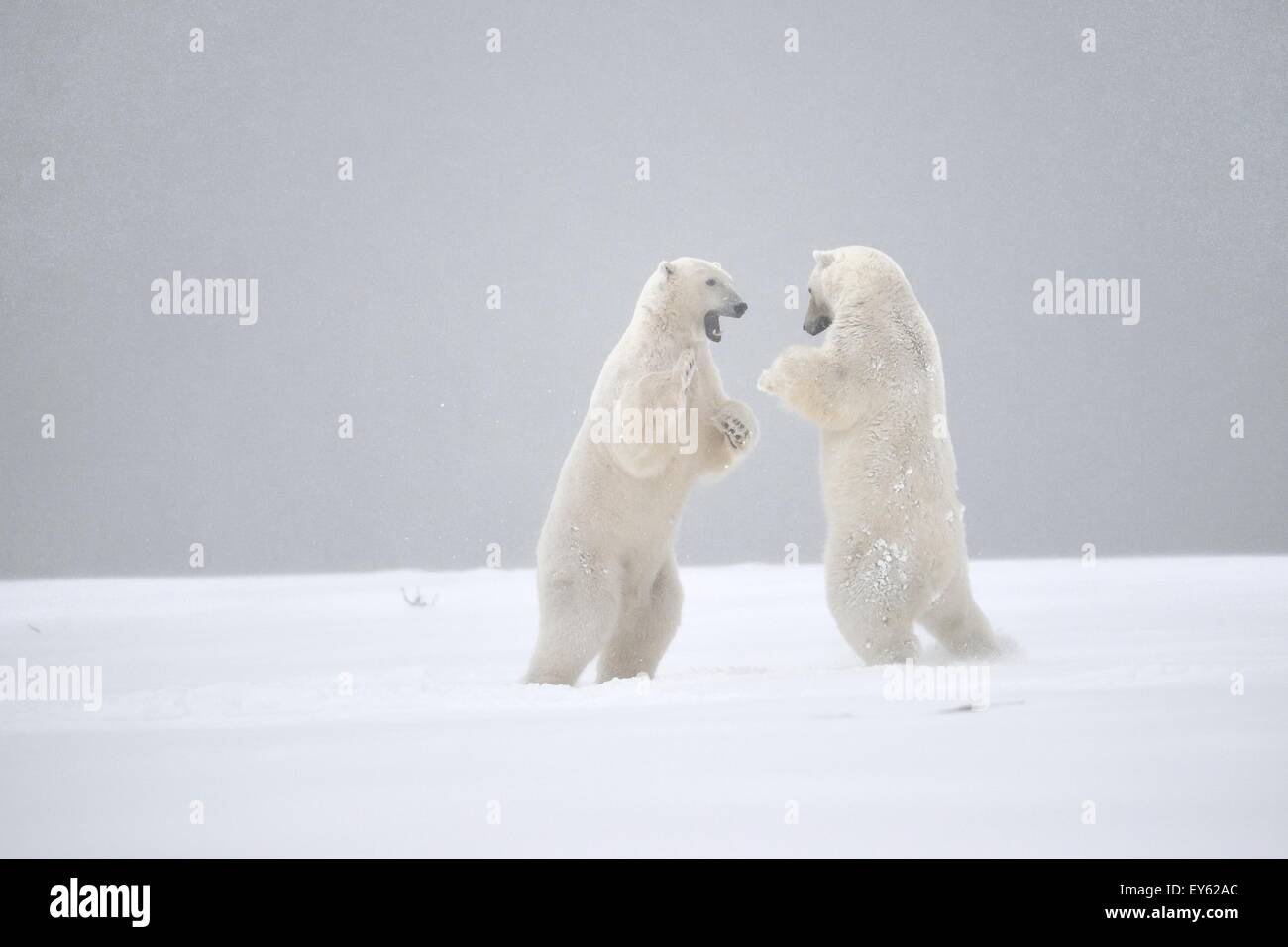Polar bears playing in the fog - Barter Island Alaska Stock Photo - Alamy
