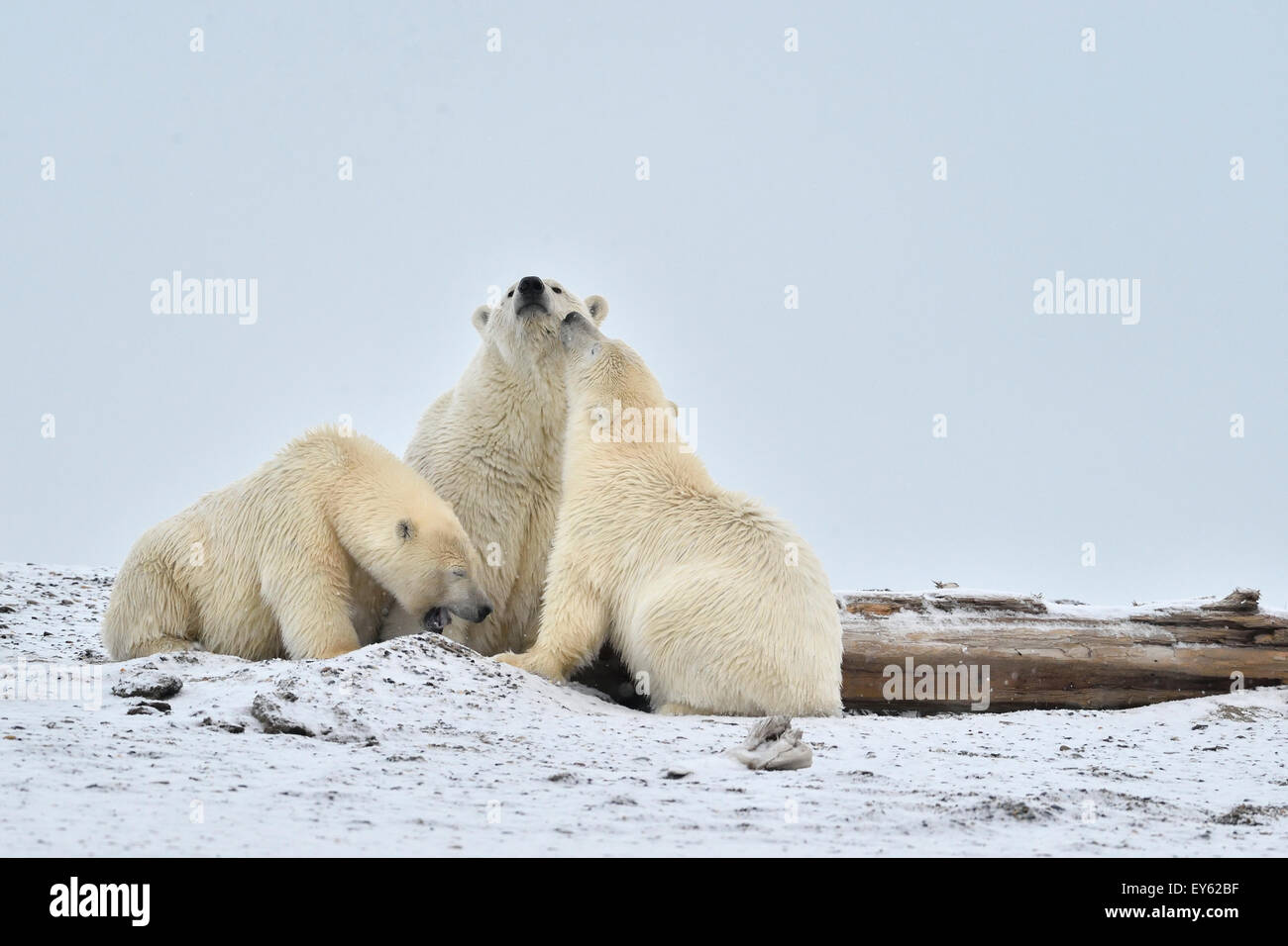 Polar bear and cubs in the snow - Barter Island Alaska Stock Photo - Alamy