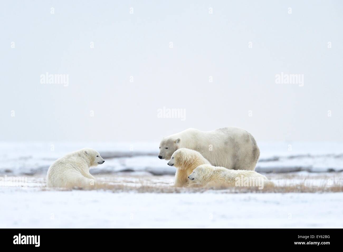 Polar bear and cubs in the snow - Barter Island Alaska Stock Photo - Alamy