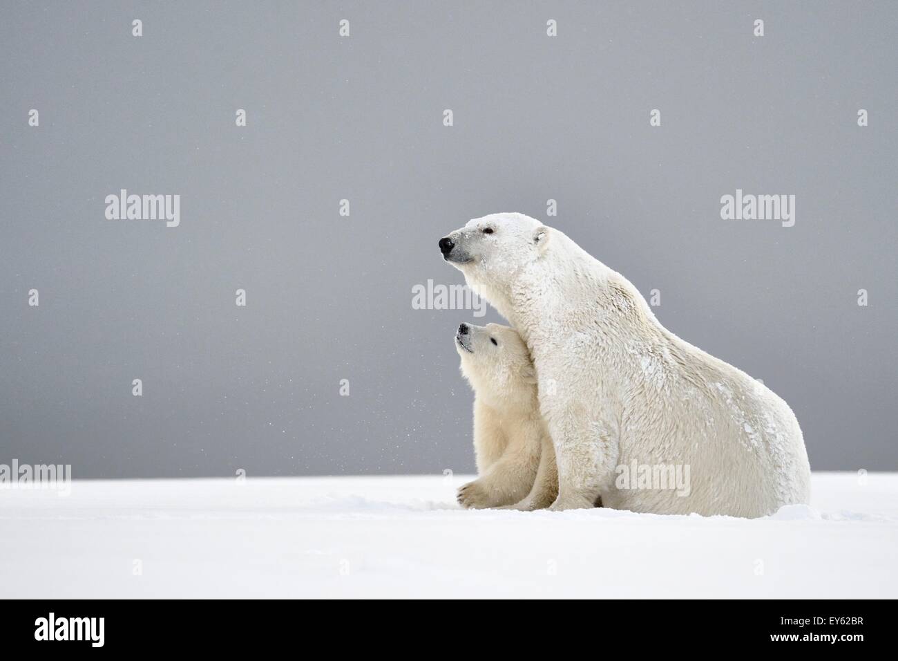 Polar bear and cub in the snow - Barter Island Alaska Stock Photo - Alamy