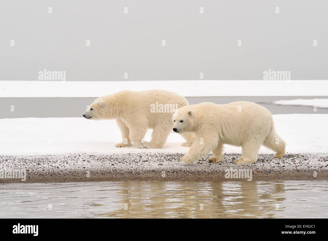 Polar bear cubs on shore - Barter Island Alaska Stock Photo - Alamy