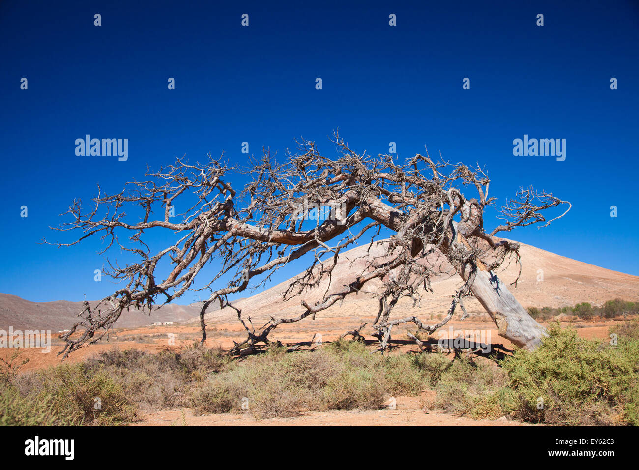 Dead fig tree hi-res stock photography and images - Alamy