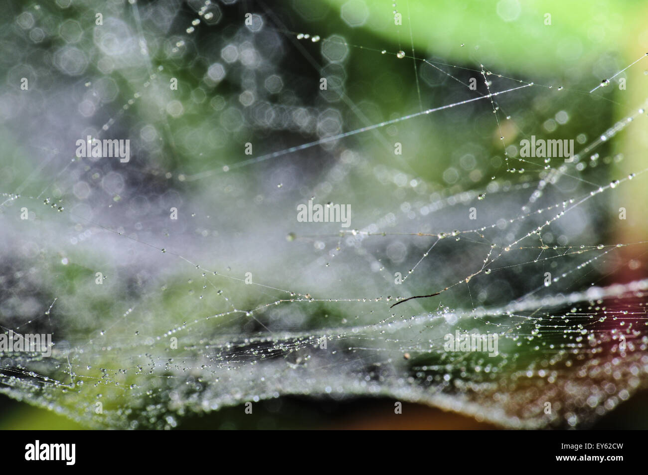 Macro photograph of spiderweb vegetation covered by rain droplets rainy ...