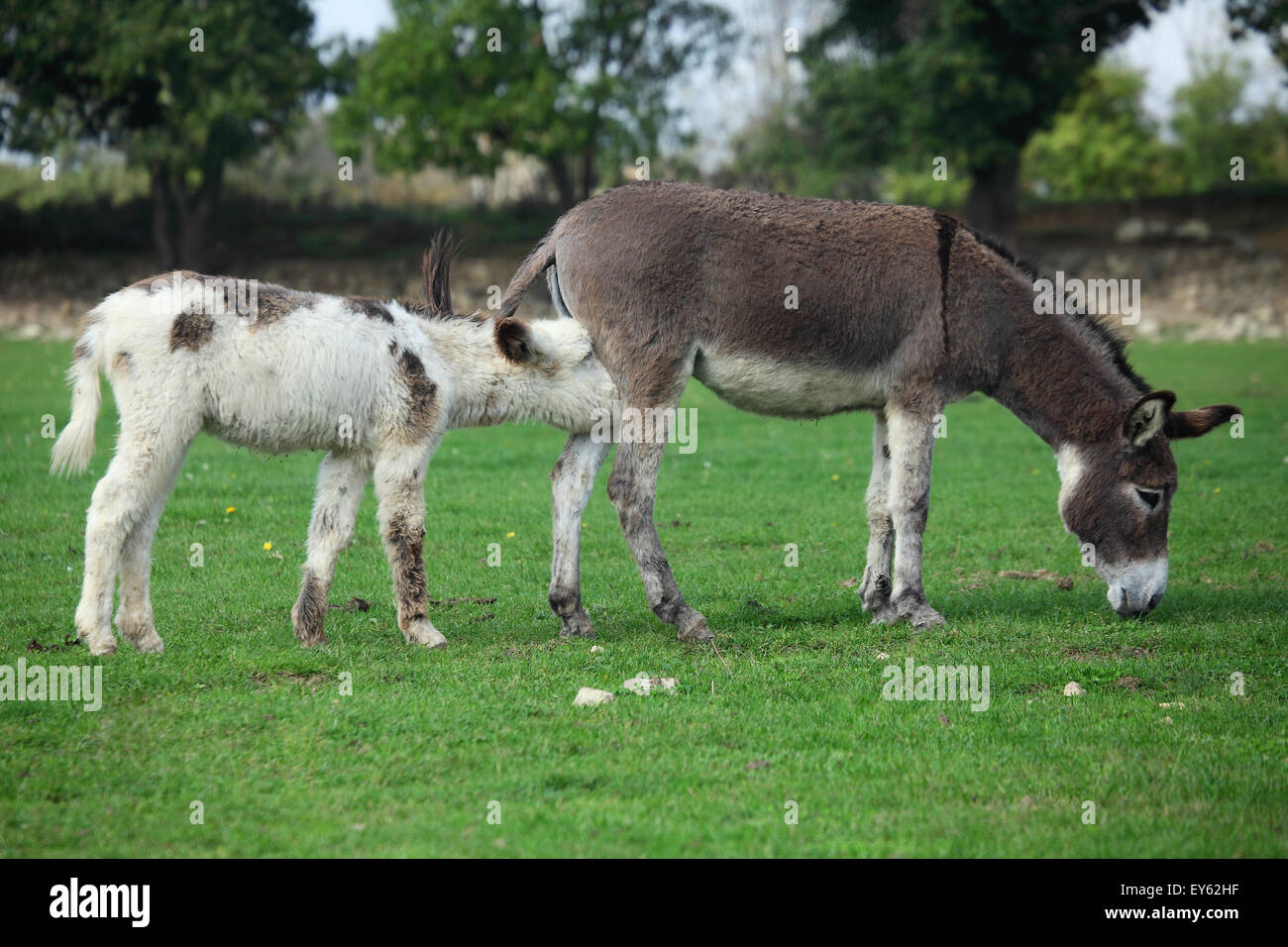 Donkey and colt in a meadow - France Stock Photo - Alamy