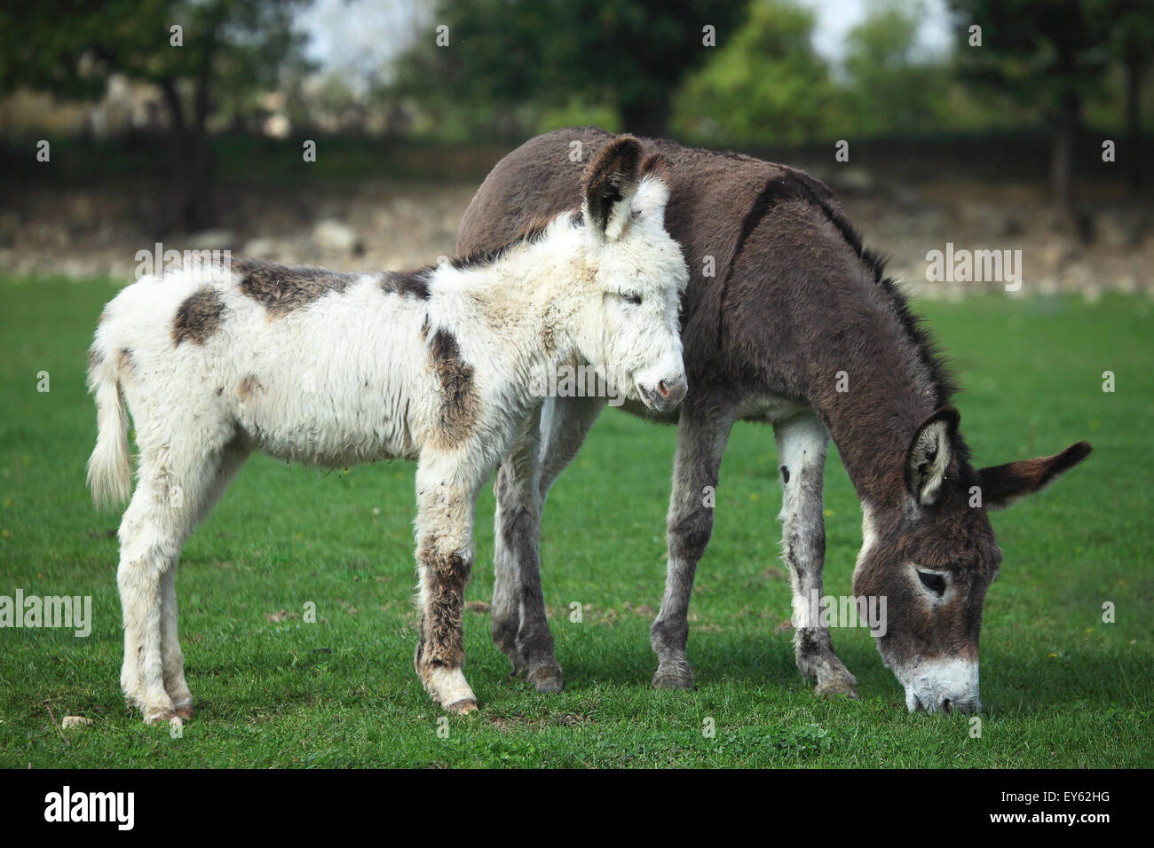 Donkey and colt in a meadow - France Stock Photo - Alamy