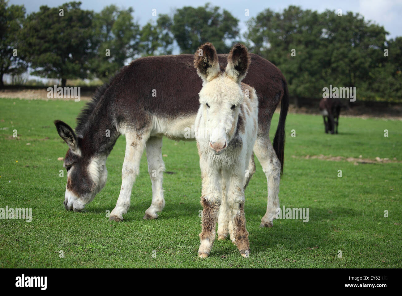 Donkey and colt in a meadow - France Stock Photo - Alamy