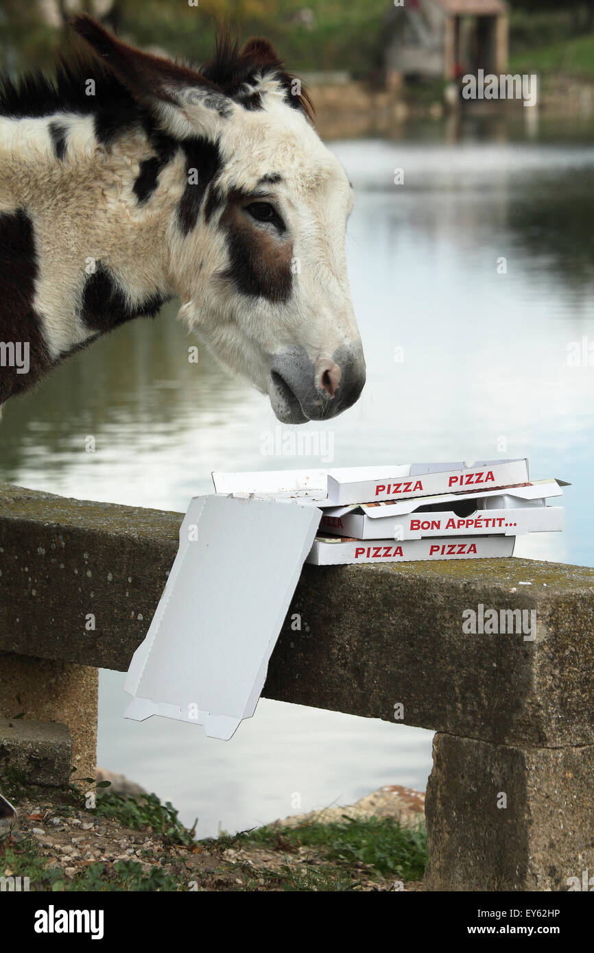 Donkey eating a pizza at the water's edge - France Stock Photo - Alamy
