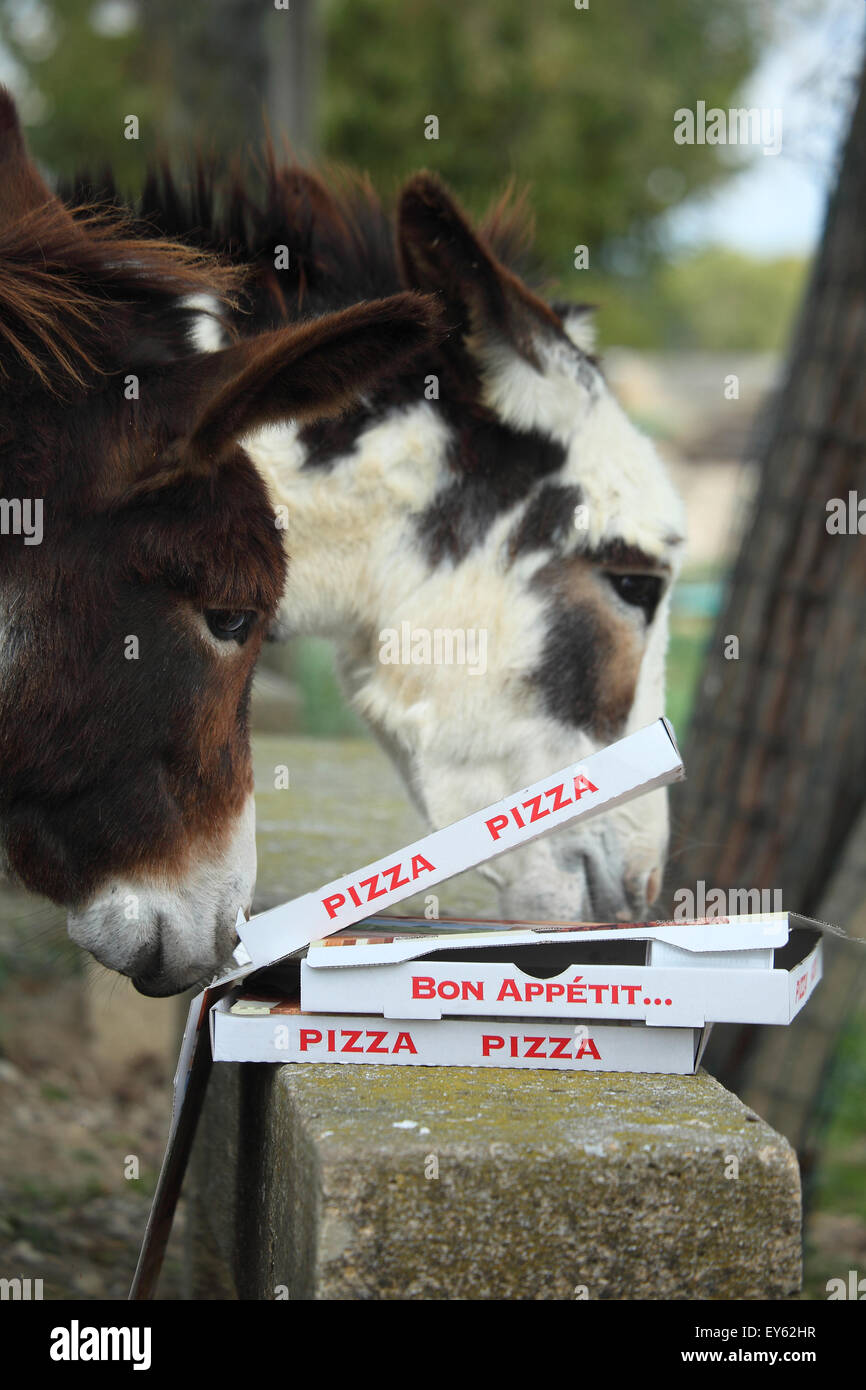 Donkeys eating a pizza at the water's edge - France Stock Photo - Alamy