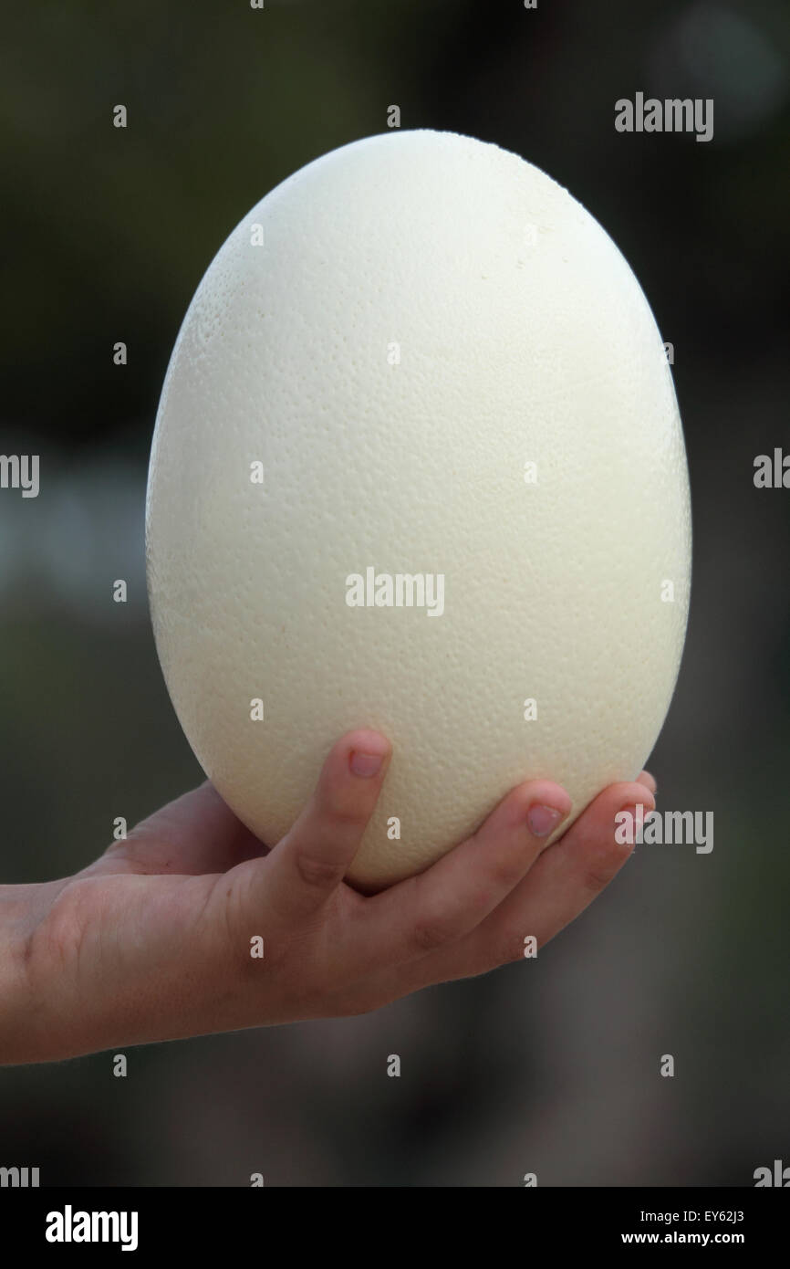 Ostrich egg in the hand of a child - France Stock Photo - Alamy