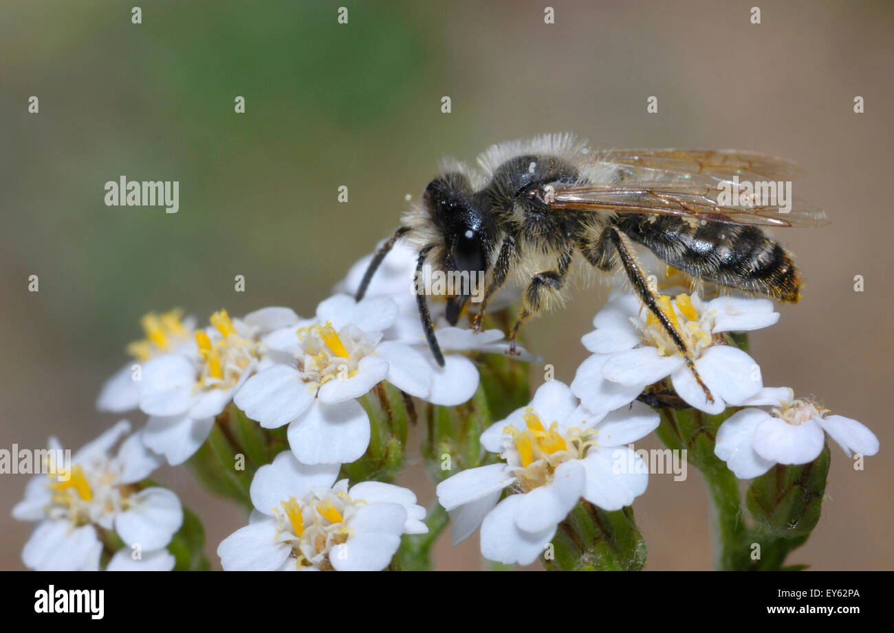Achillea hi-res stock photography and images - Alamy