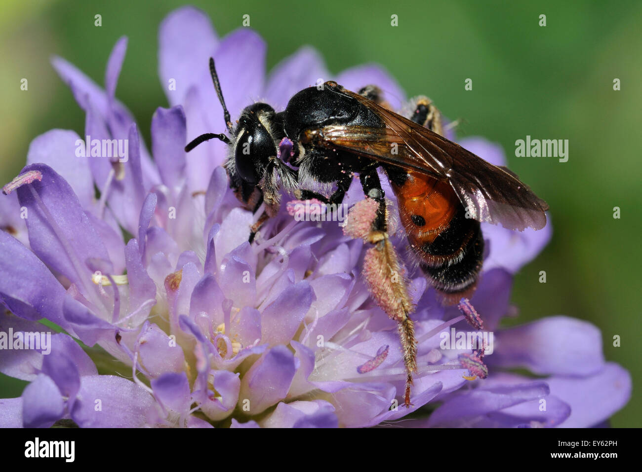 Solitary Bee on flower - Northern Vosges France Stock Photo - Alamy