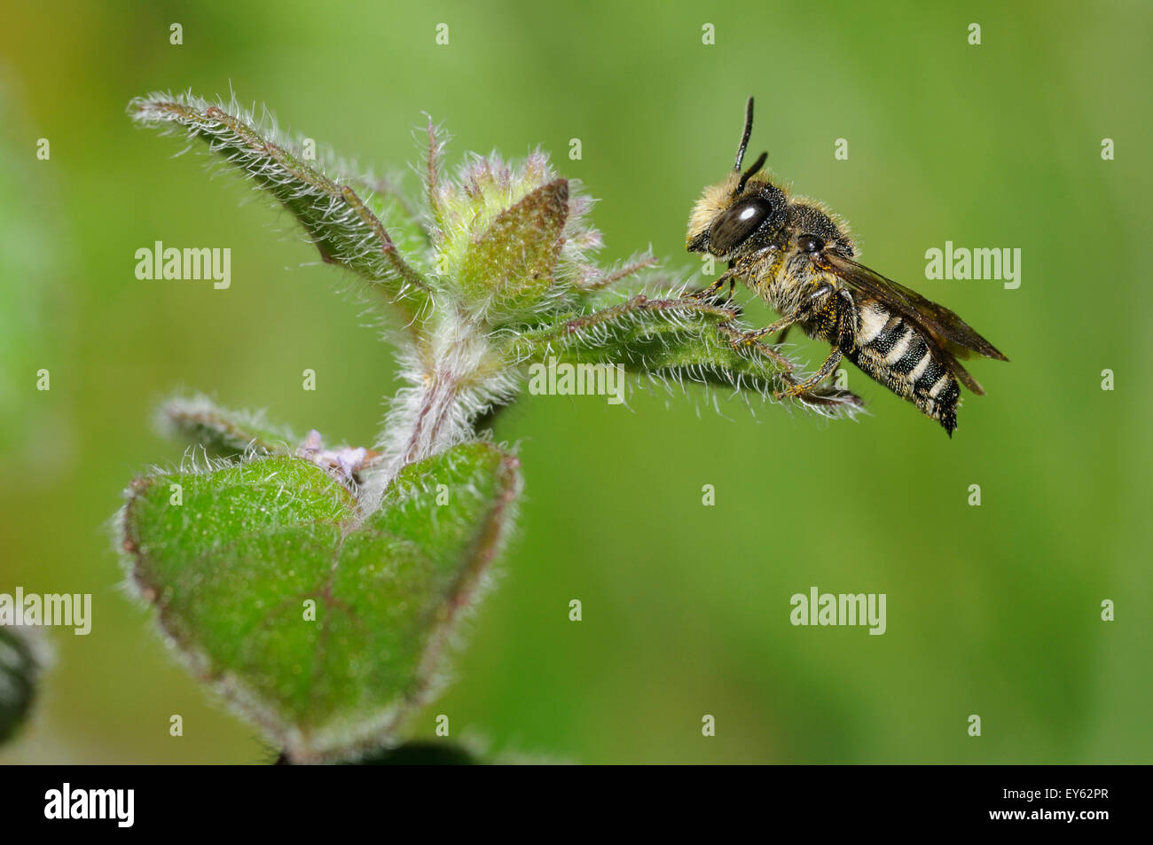 Cuckoo Bee on Water Mint - Northern Vosges France Bee parasite ...