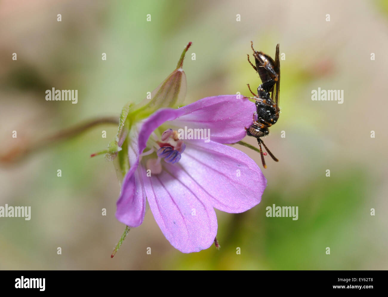 Nomad bee sleeping on Geranium flower - Northern Vosges Nomad bee sleeping pinched by the ...