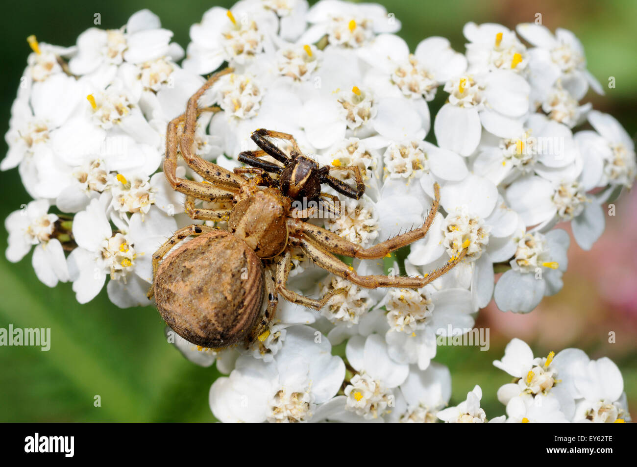 Female Crab Spider eating the male after mating - France Stock Photo ...