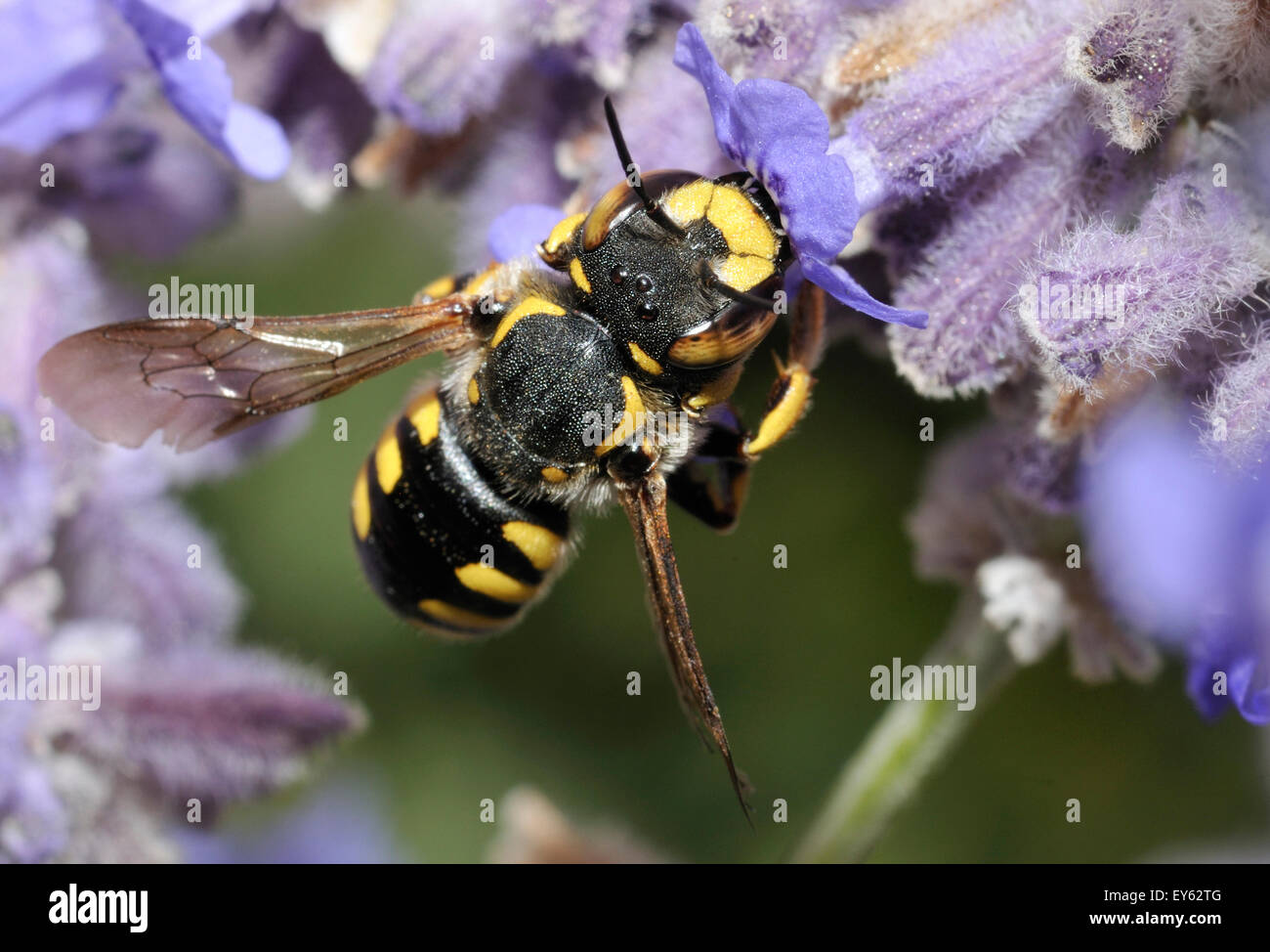 Potter Bee on garden flower - France Stock Photo - Alamy