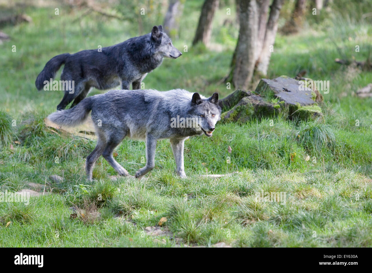 Black wolves walking in the grass - France Animal Park Sainte-Croix ...
