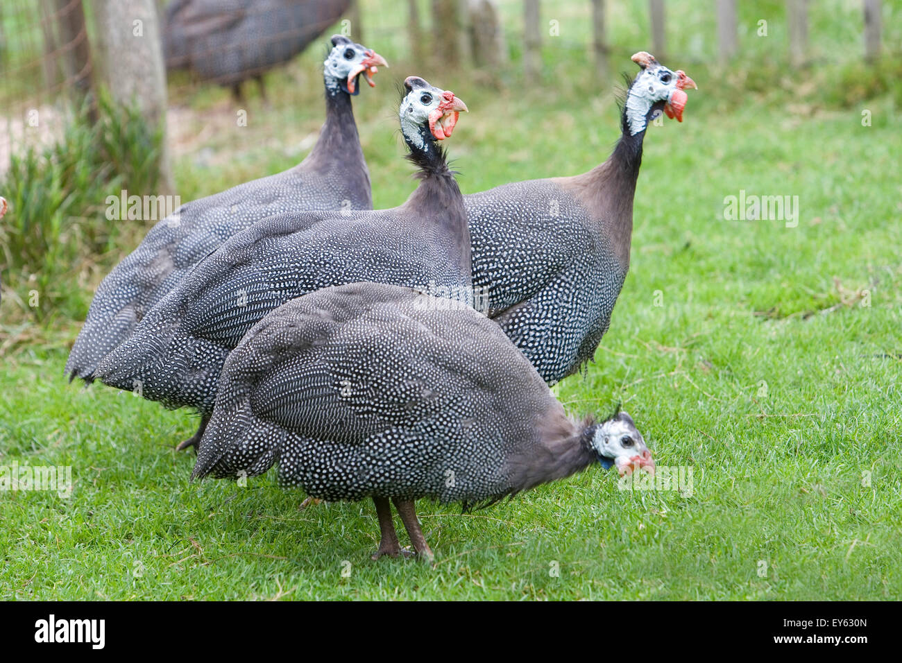 Helmeted guinea fowl in the grass - France Animal Park Sainte-Croix ...