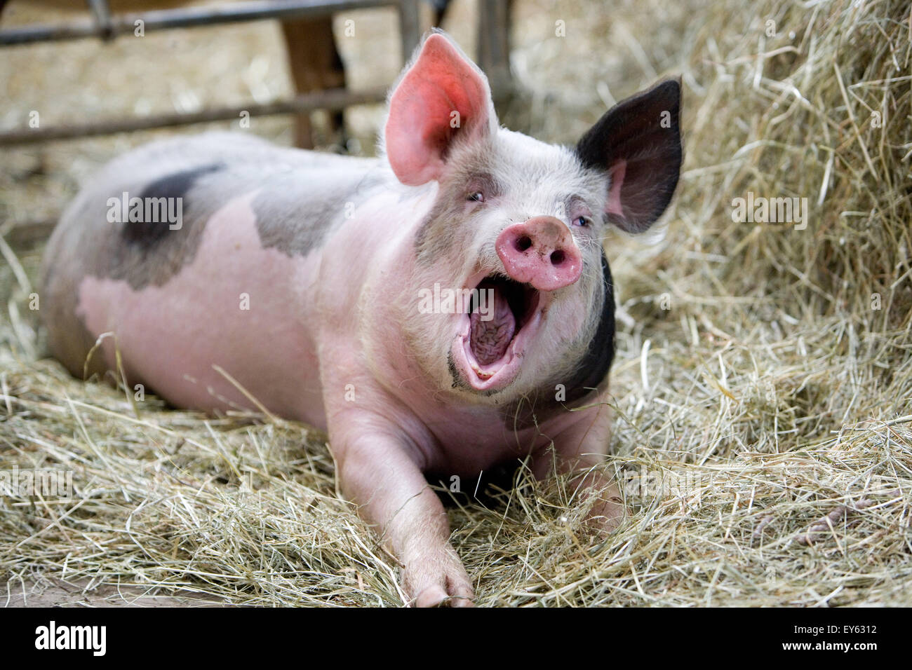 Pig on hay - Farm Pampilles Alsace France Stock Photo - Alamy