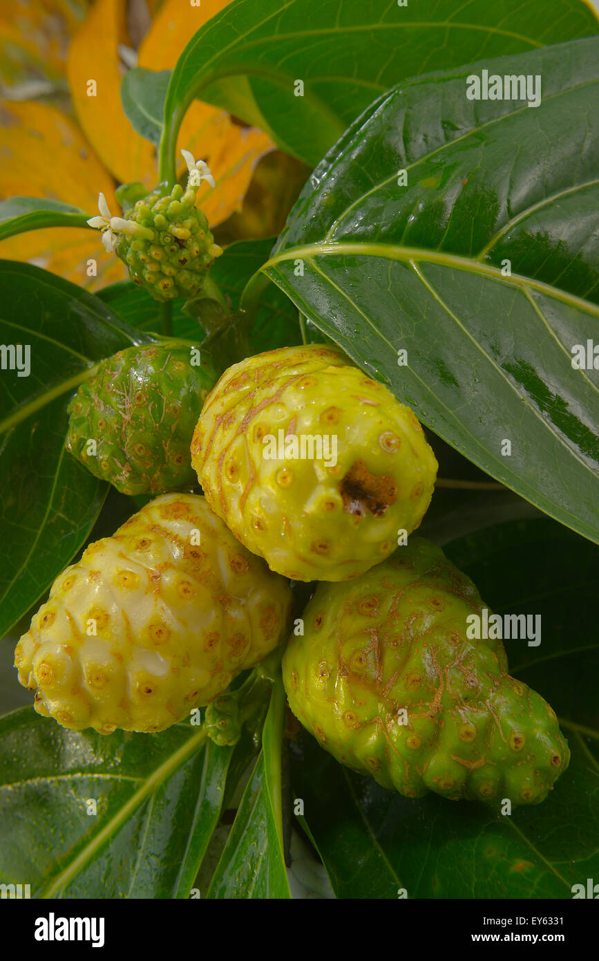 Kura fruits with flower and leaves - Fiji Stock Photo - Alamy