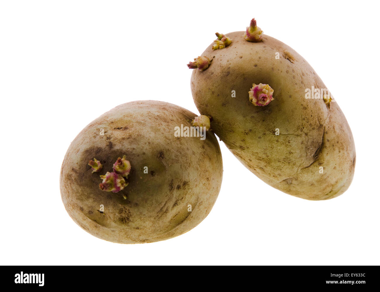 old sprouting potatoes Stock Photo - Alamy