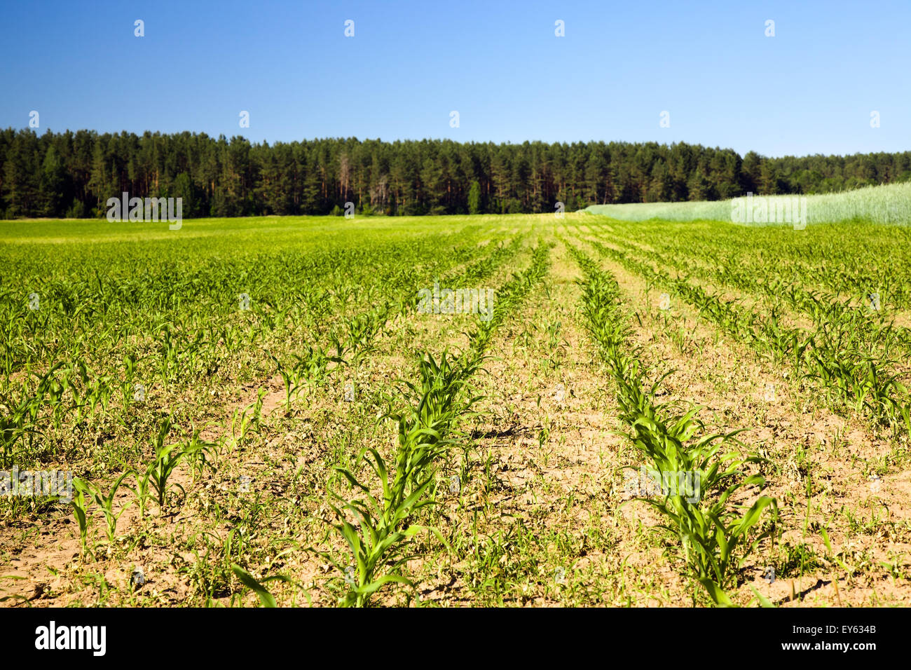 Single stalk corn hi-res stock photography and images - Alamy