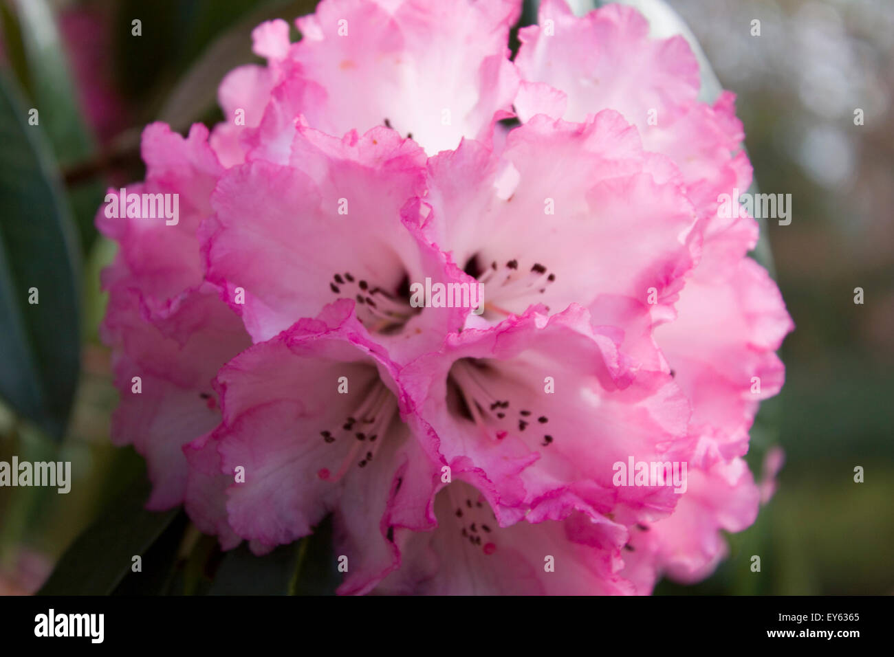 A flowering rhododendron in full bloom. The photographs are taken in a ...