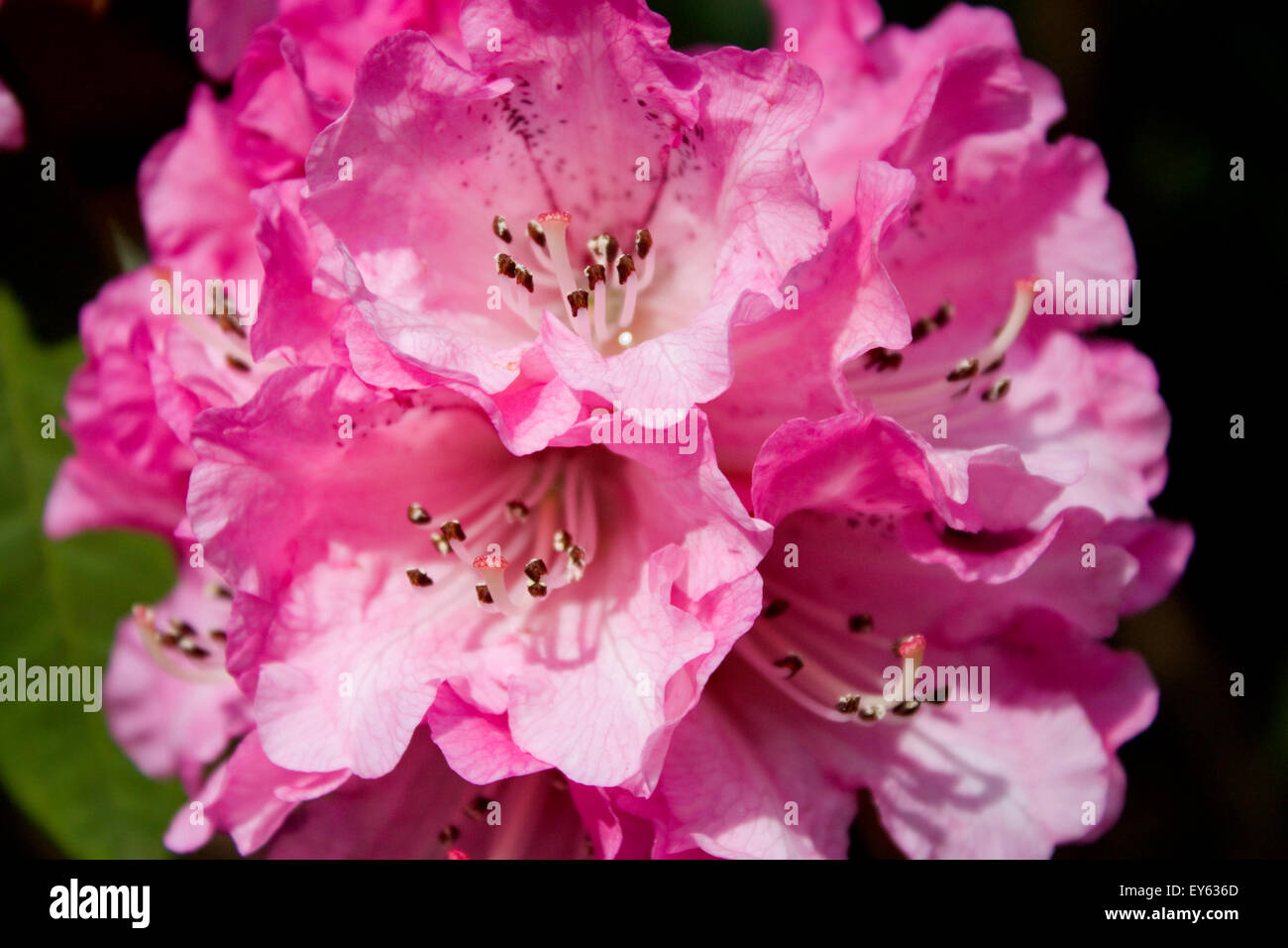 A flowering rhododendron in full bloom Stock Photo - Alamy