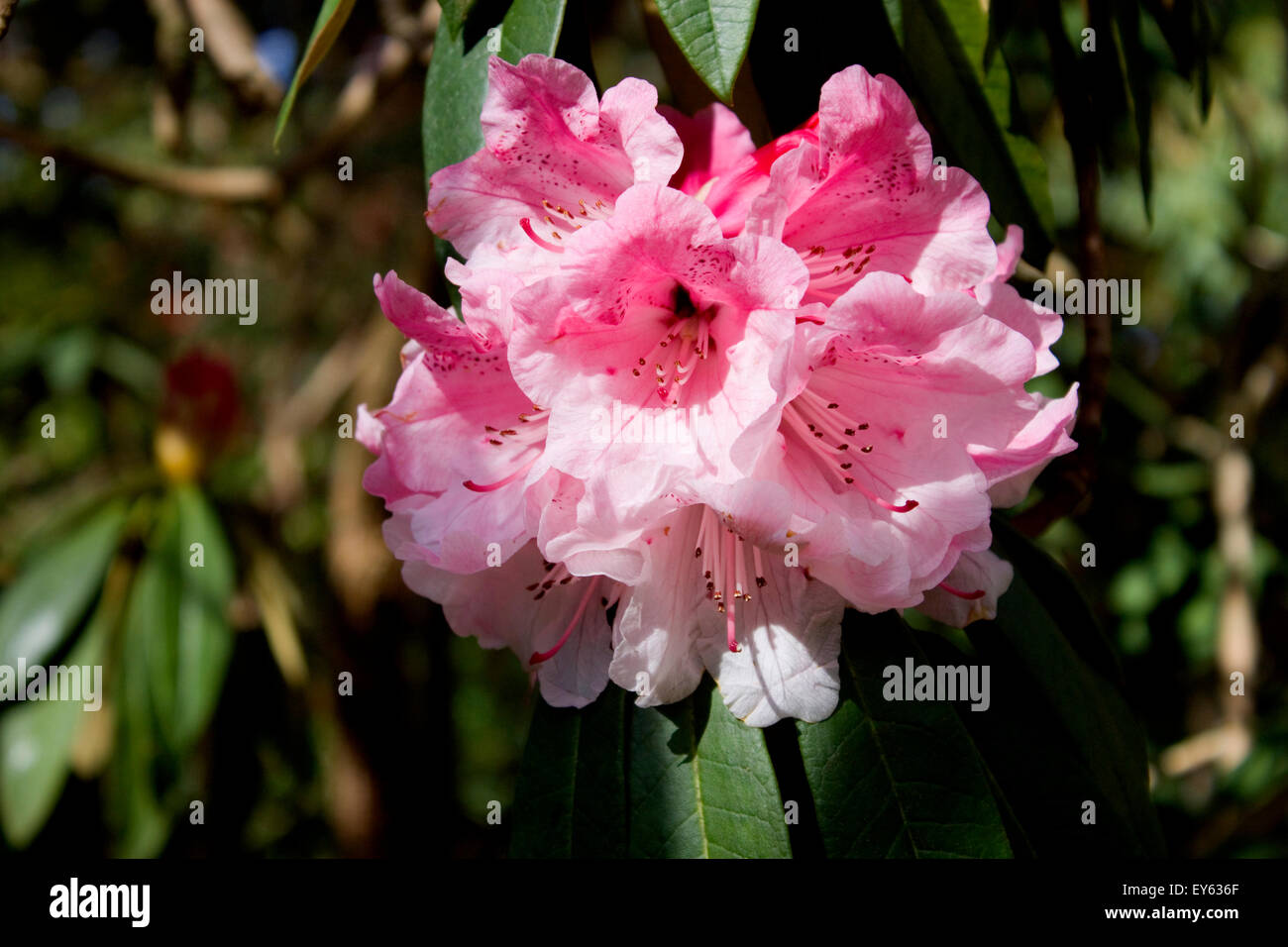 A flowering rhododendron in full bloom Stock Photo - Alamy