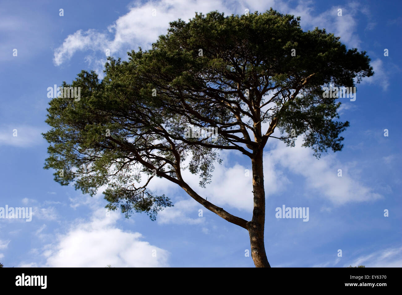 A long windswept tree outlines outstretched branches and flourishes new ...