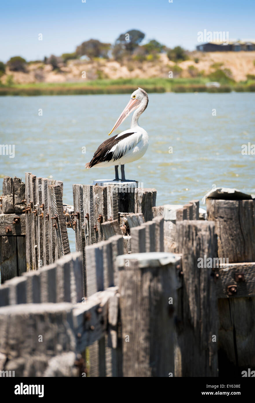 Pelican sitting on old wooden post at the sea shore in South Australia ...
