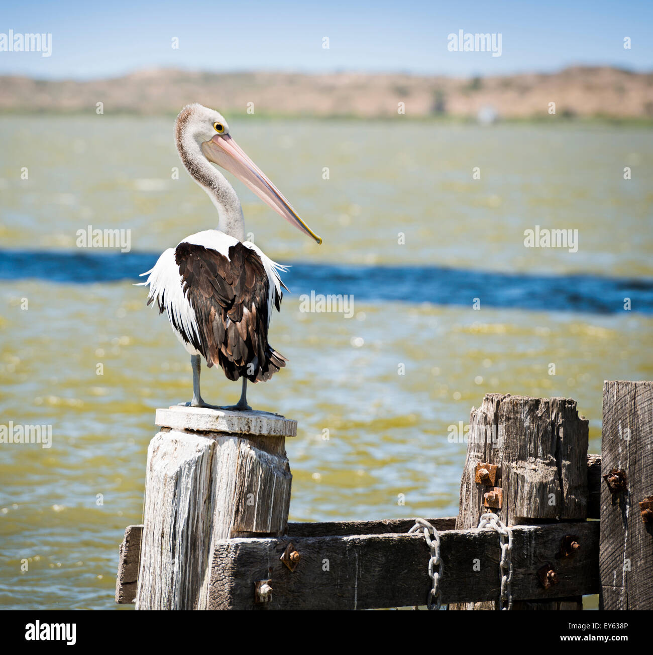 Pelican sitting hi-res stock photography and images - Alamy