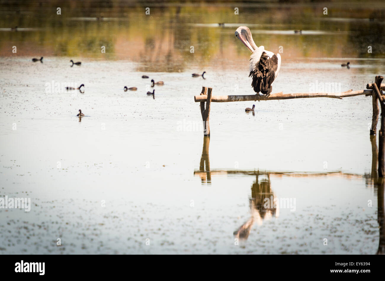 Pelican sits on a perch in the backwater of the Murray River, South ...