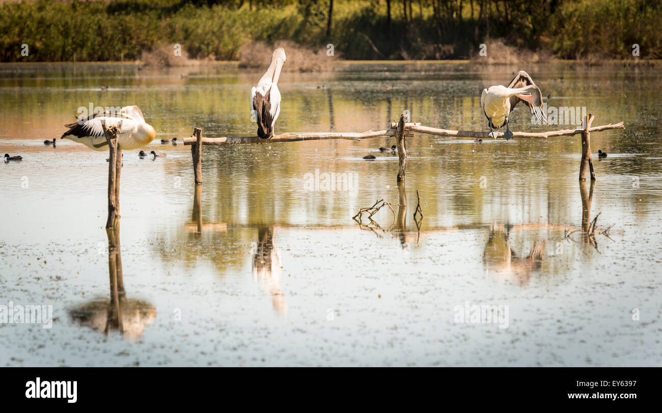 Pelican sits on a perch in the backwater of the Murray River, South ...