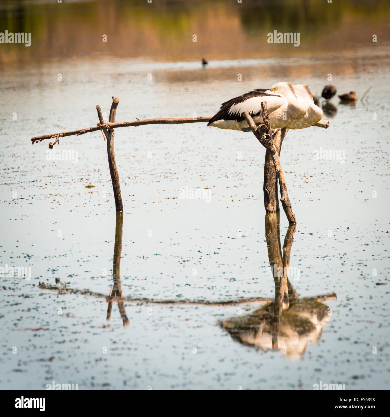 Pelican sits on a perch in the backwater of the Murray River, South ...
