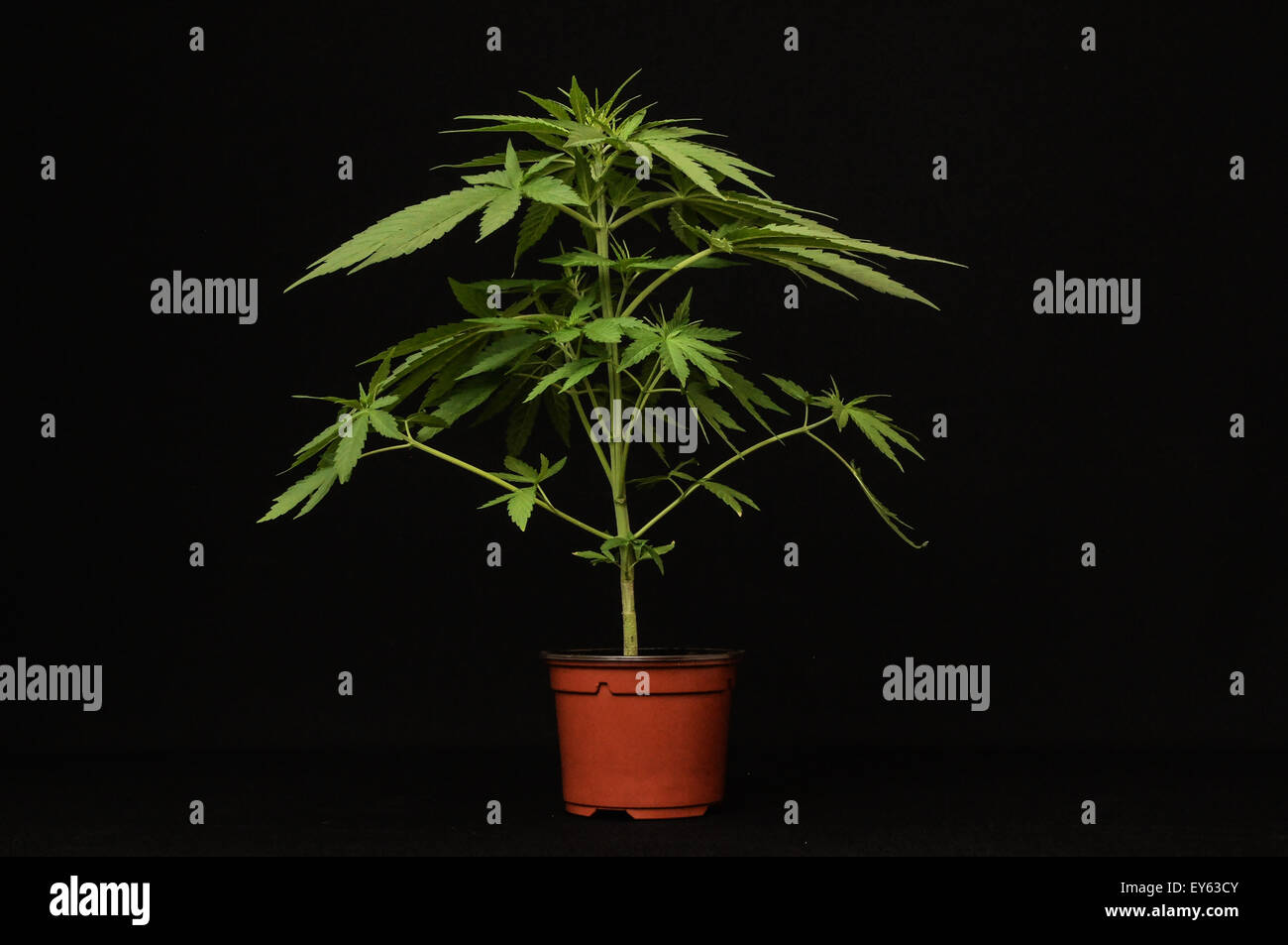 Marijuana medica hi-res stock photography and images - Alamy