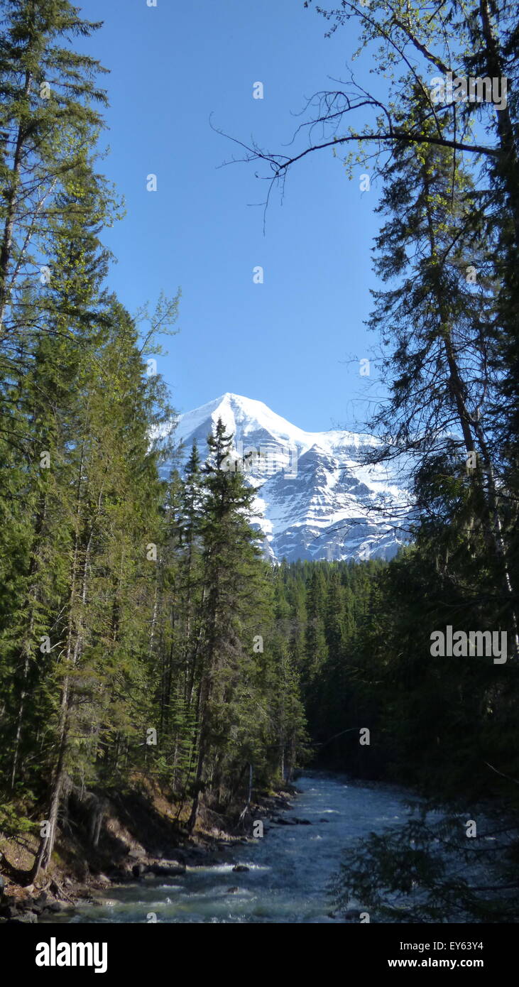Mount Robson through the trees Stock Photo - Alamy