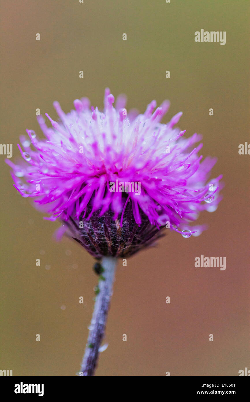 The dew on a flower, in a spring morning Stock Photo - Alamy