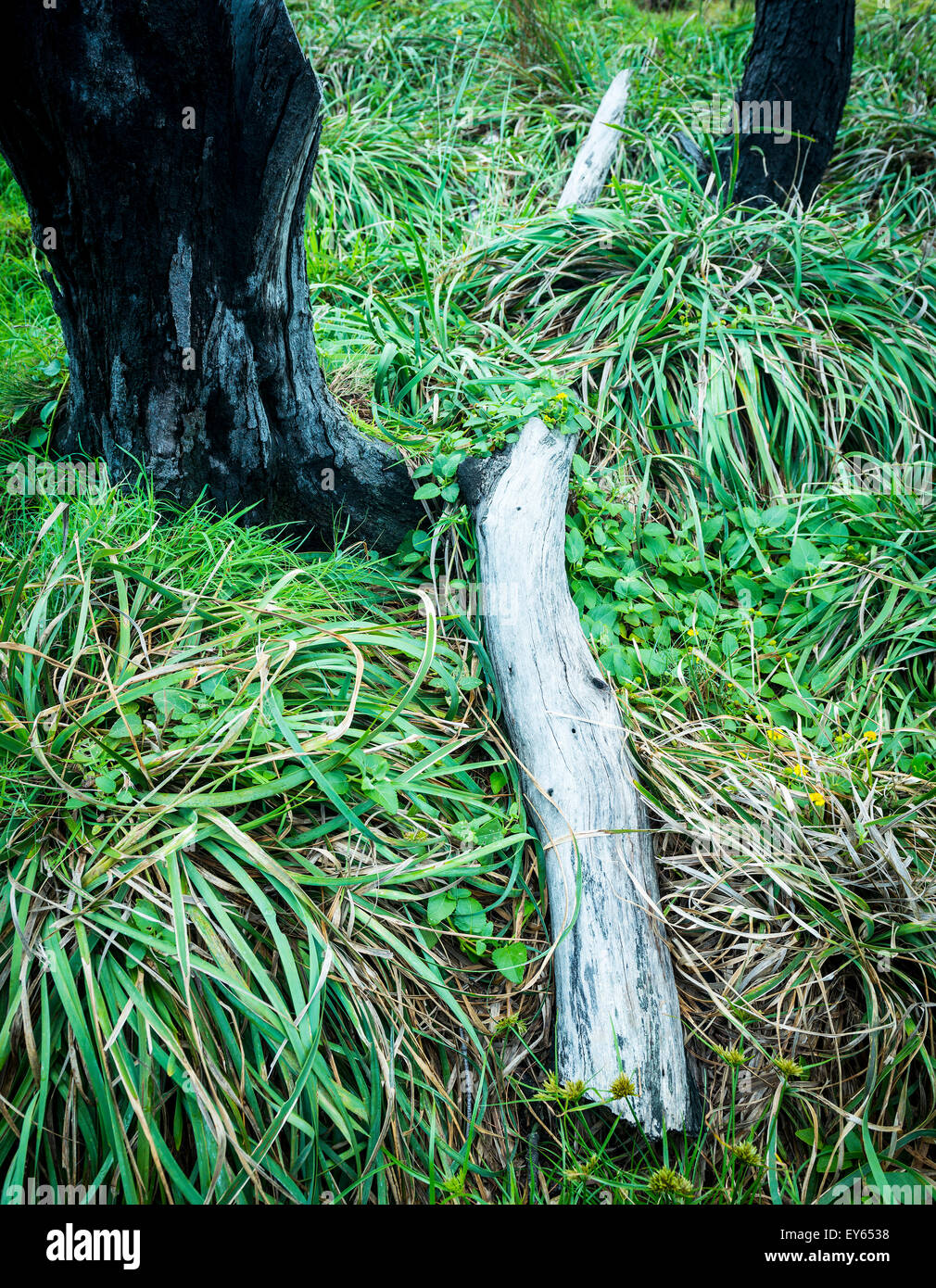 Fallen timber on the wet winter ground Stock Photo - Alamy