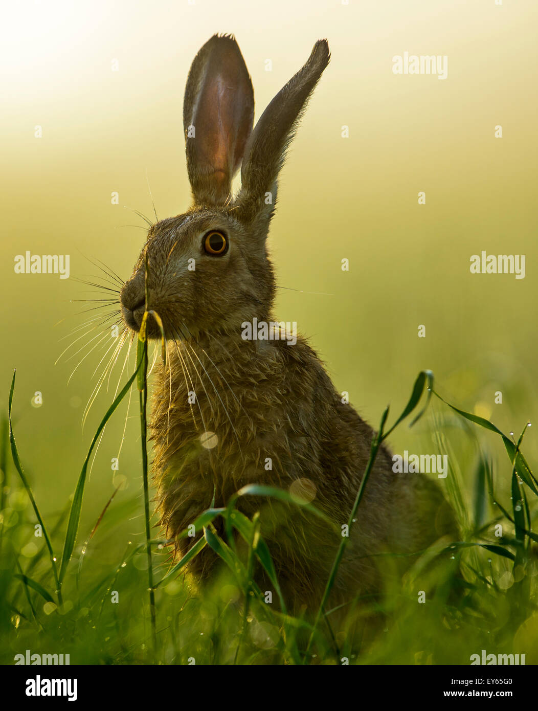 A Brown hare back lit by early morning sunlight Stock Photo - Alamy