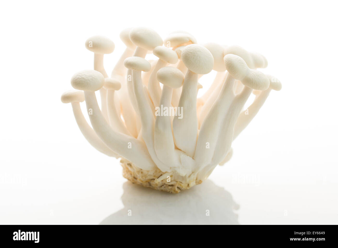 White beech mushrooms Stock Photo - Alamy