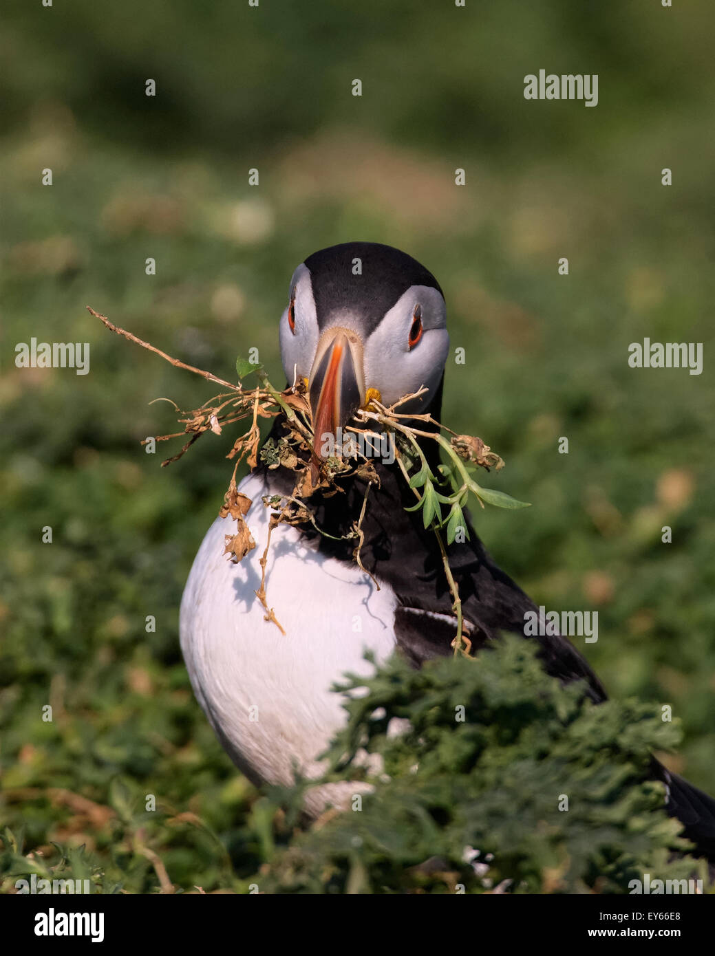 An Atlantic Puffin with a beak full of nesting material on the cliff ...